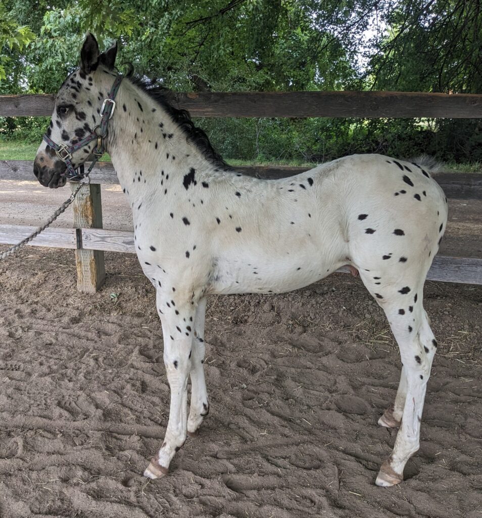 BCA Iron White Lightning - Blue Creek Appaloosas